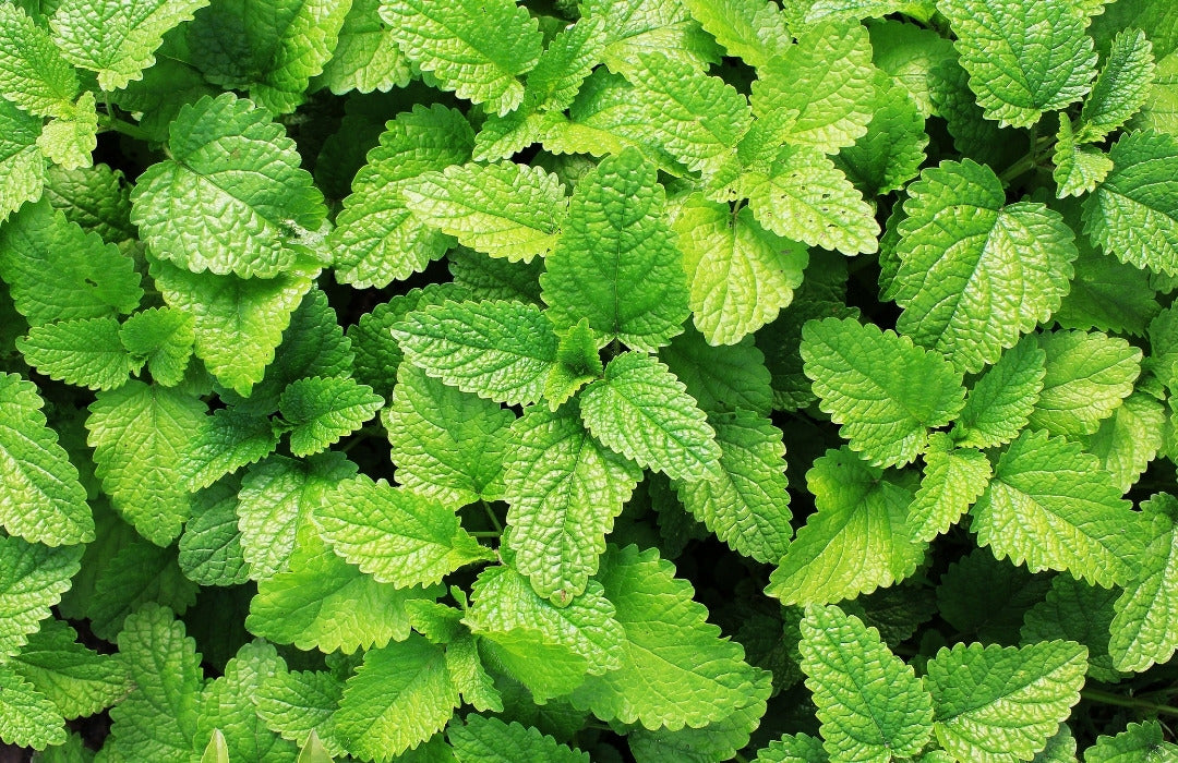 Experience Sugar-Free Breath Mints from Myntz!